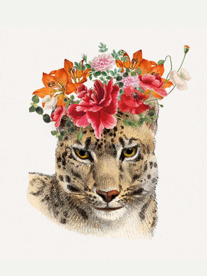 Lámina Decorativa Miss Cheetah – Estudio Cocoon